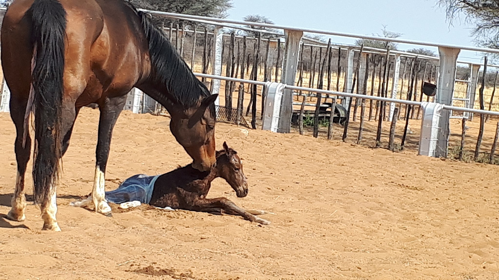 Newborn Foals and Their Mothers – CTS Courses