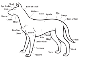 Body Care & Health – Dogs – CTS Courses