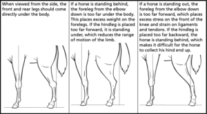 Conformational Features of Horses – CTS Courses