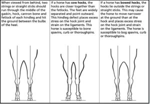 Conformational Features of Horses – CTS Courses