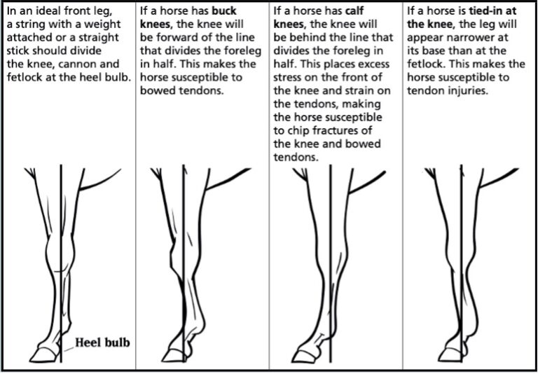 Conformational Features of Horses – CTS Courses