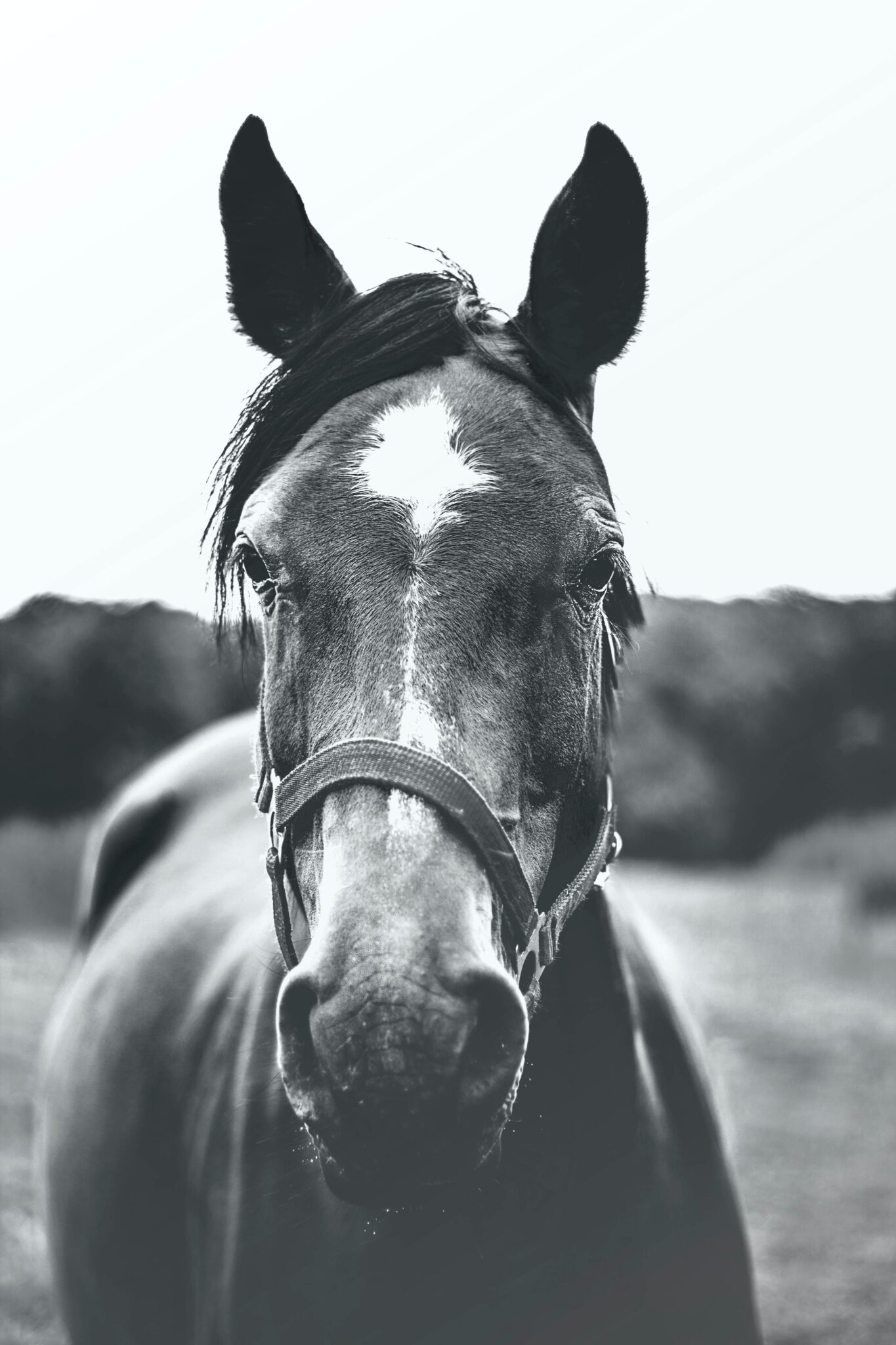 Restraining a Horse – CTS Courses